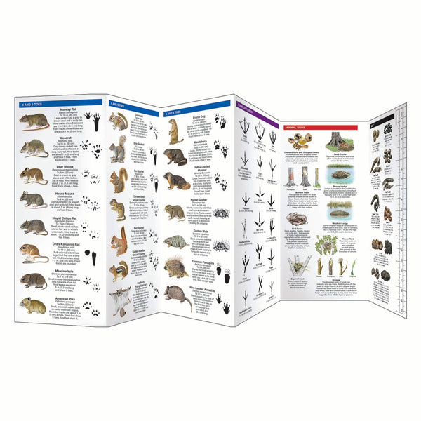 Animal Tracks Folding Pocket Guide - Dryad Cookery